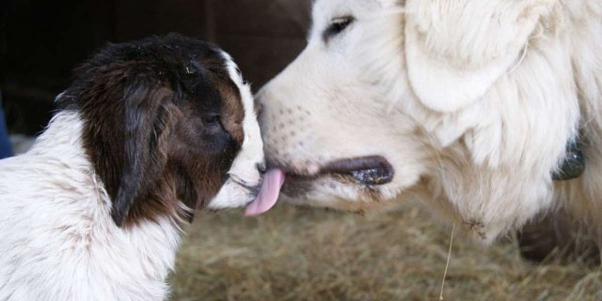 4 Strange And Adorable Farm Animal Friends - The Dodo