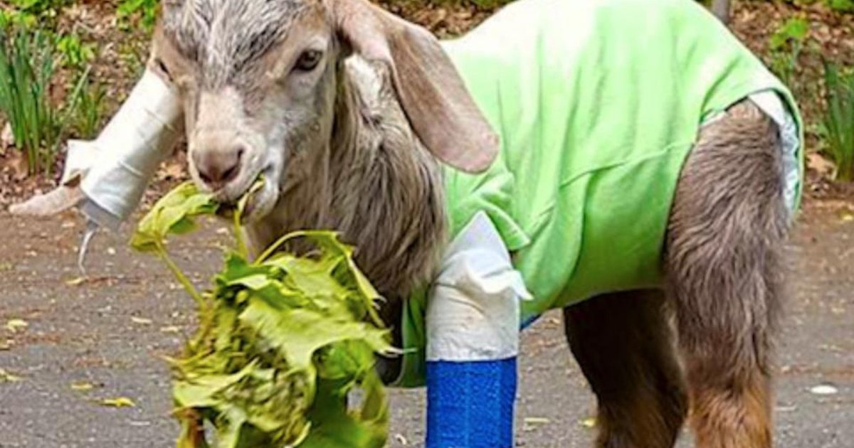 Baby Goat With Crooked Legs Finds People Who Help Him Grow Up Strong ...