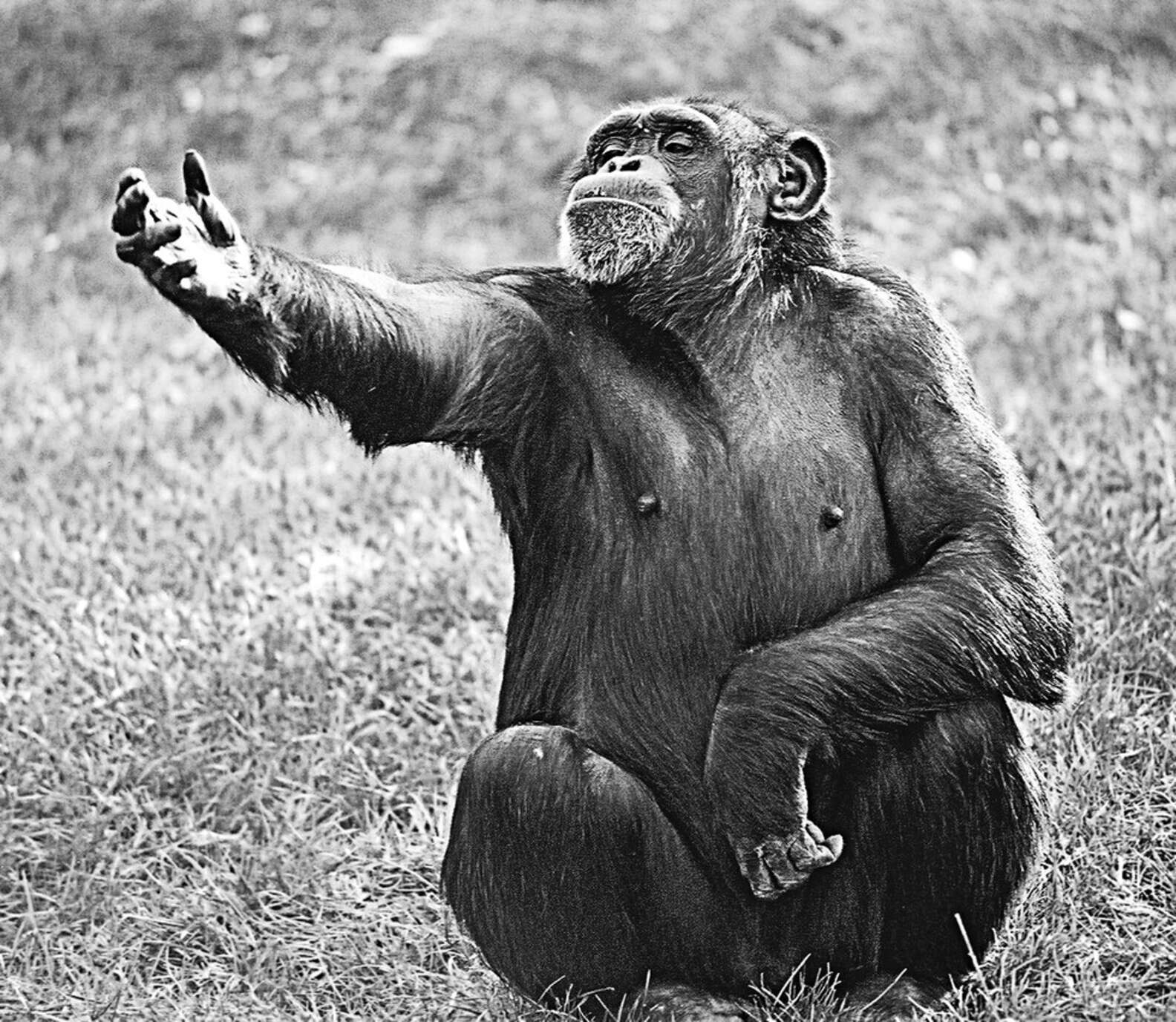 A Disgraceful Era In Our Treatment Of Chimps Ended Today The Dodo a-disgraceful-era-in-our-treatment-of-chimps-ended-today-the-dodo