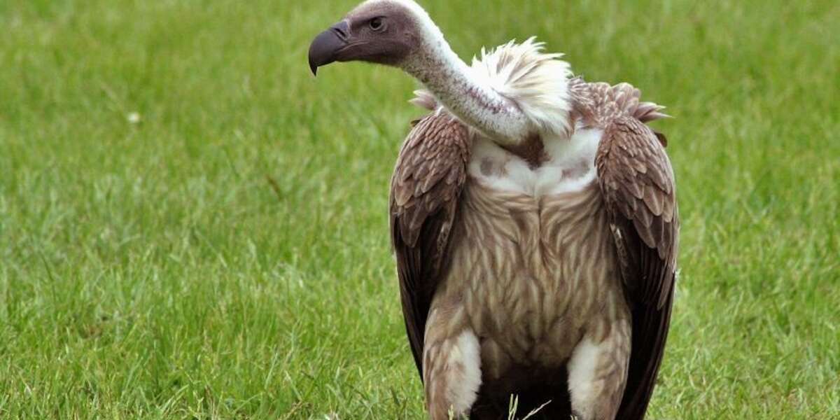 Dozens Of Endangered African Vultures Poisoned - The Dodo