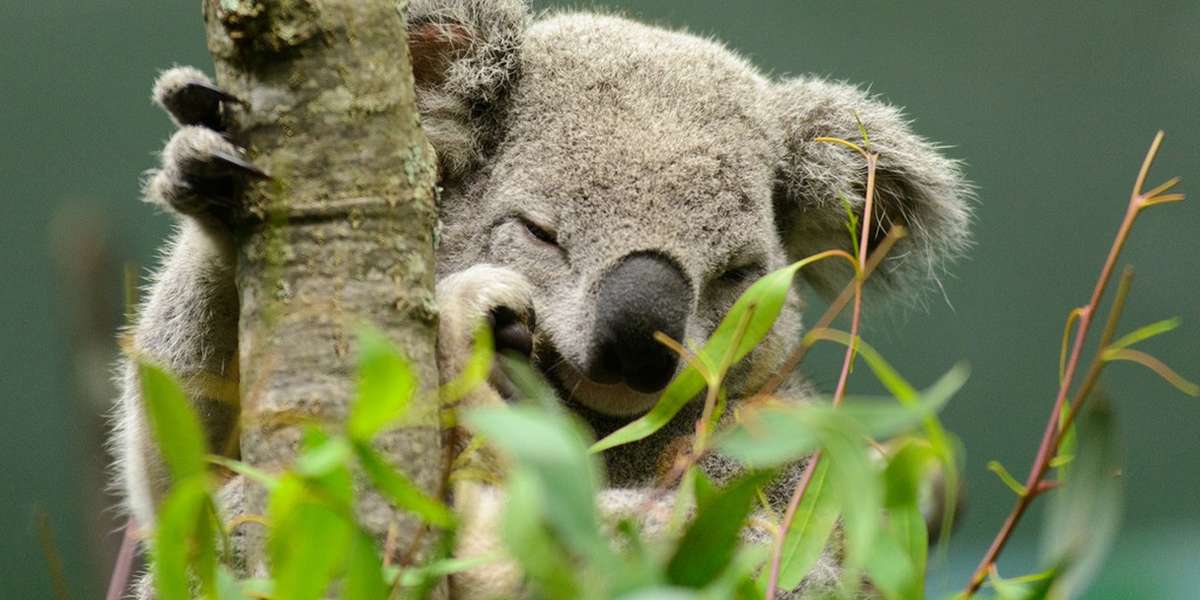 7 Ridiculous 'Myths' About Animals ... That Are Actually True - The Dodo