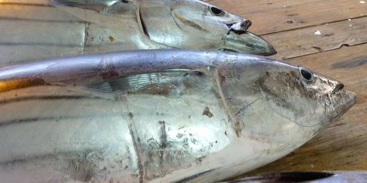 Your Store-Bought Fish Might Be Illegal. And Probably Damaged The ...