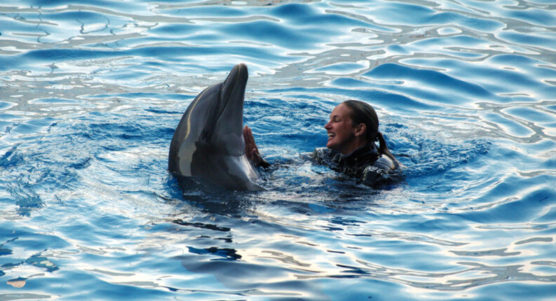 The Dolphin Trainer Who Loved Dolphins Too Much - The Dodo