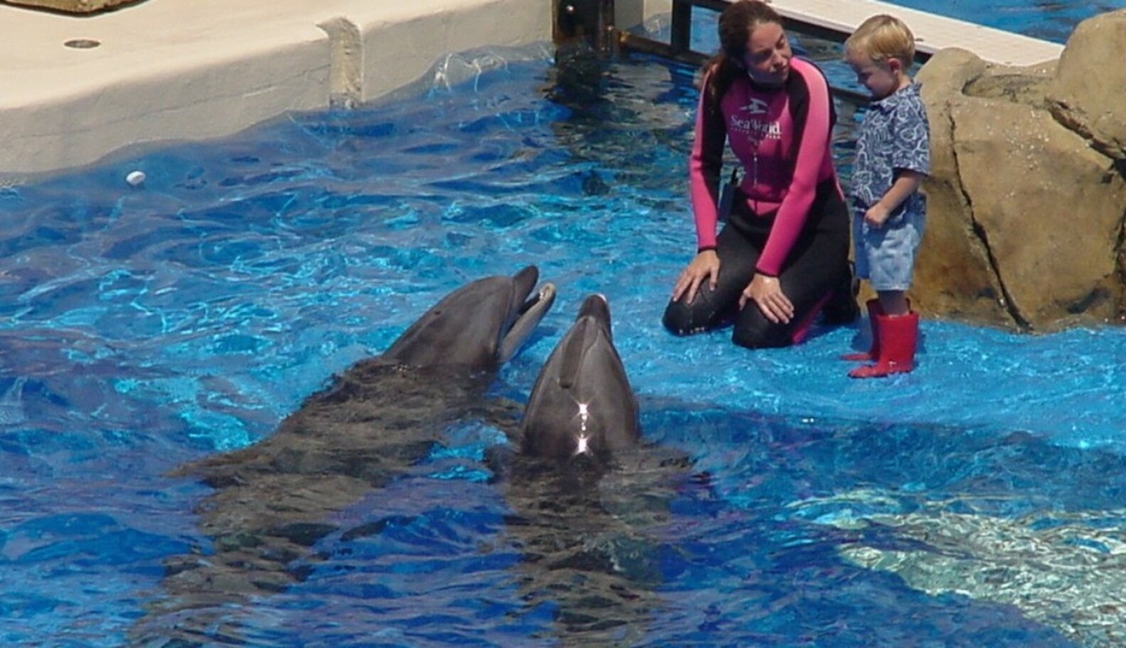 7 Reasons You And Everyone You Know Should Boycott SeaWorld - The Dodo