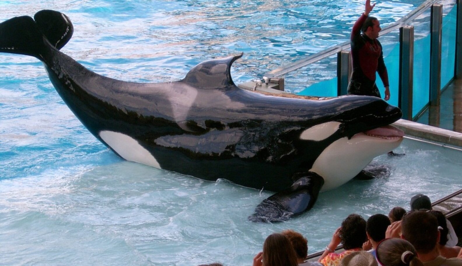 7 Reasons You And Everyone You Know Should Boycott SeaWorld - The Dodo