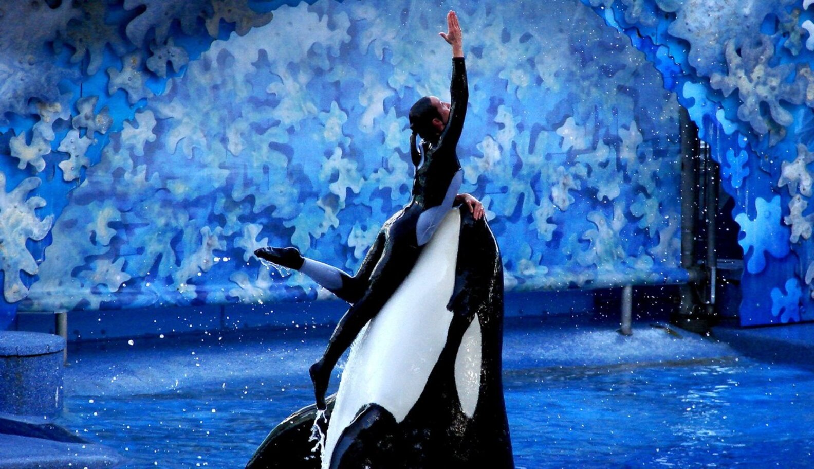 7 Reasons You And Everyone You Know Should Boycott SeaWorld - The Dodo