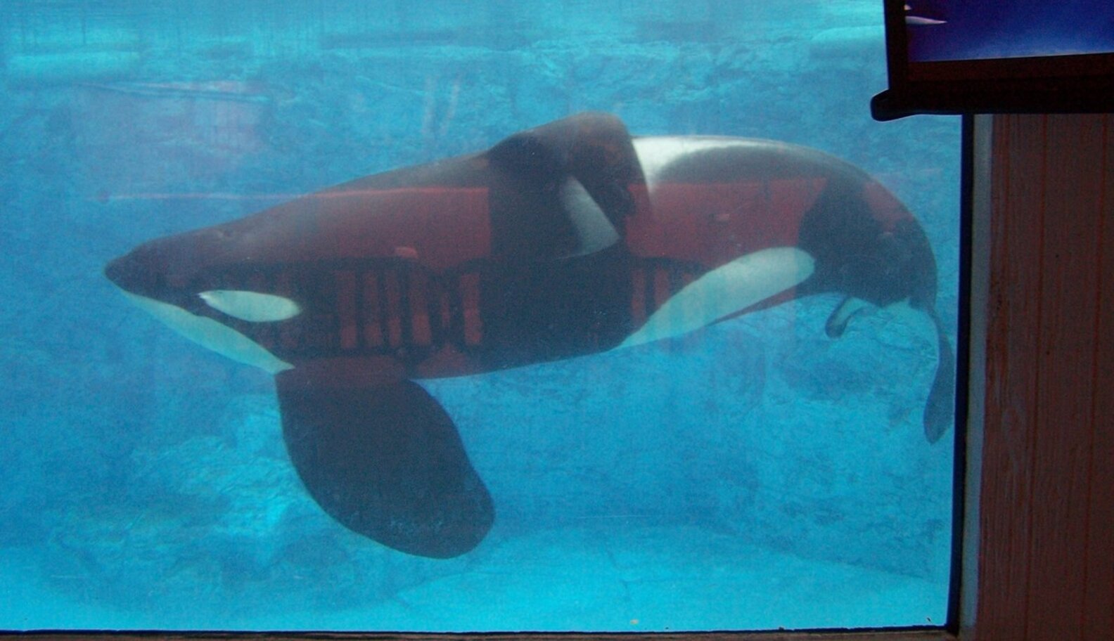 7 Reasons You And Everyone You Know Should Boycott SeaWorld - The Dodo