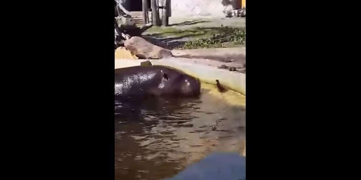 Very Nice Hippos Help Duckling Who Fell Into Their Pool - The Dodo