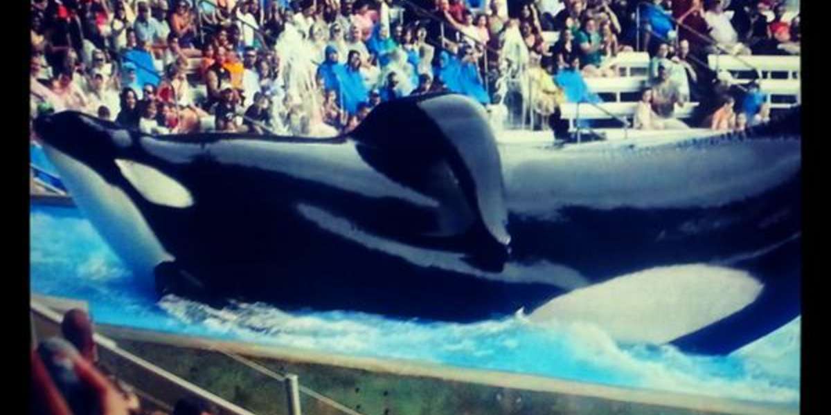 Watch #Blackfish if you haven't yet. Heartbreaking + eye opening ...