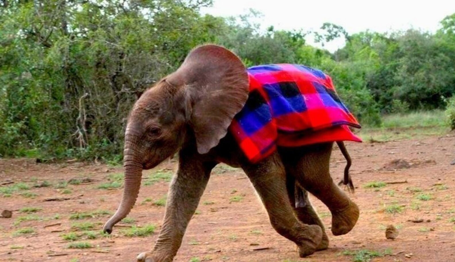 9 Reasons To Celebrate Elephants - The Dodo