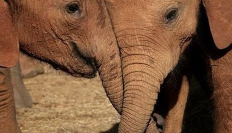 9 Reasons To Celebrate Elephants - The Dodo