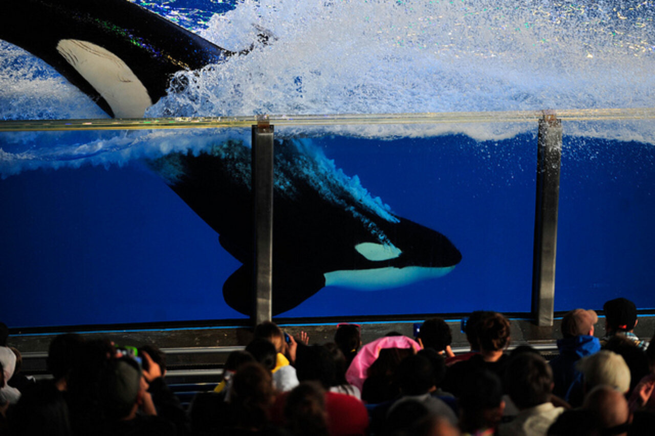 7 People Who Were Animals' Worst Enemies This Year - The Dodo