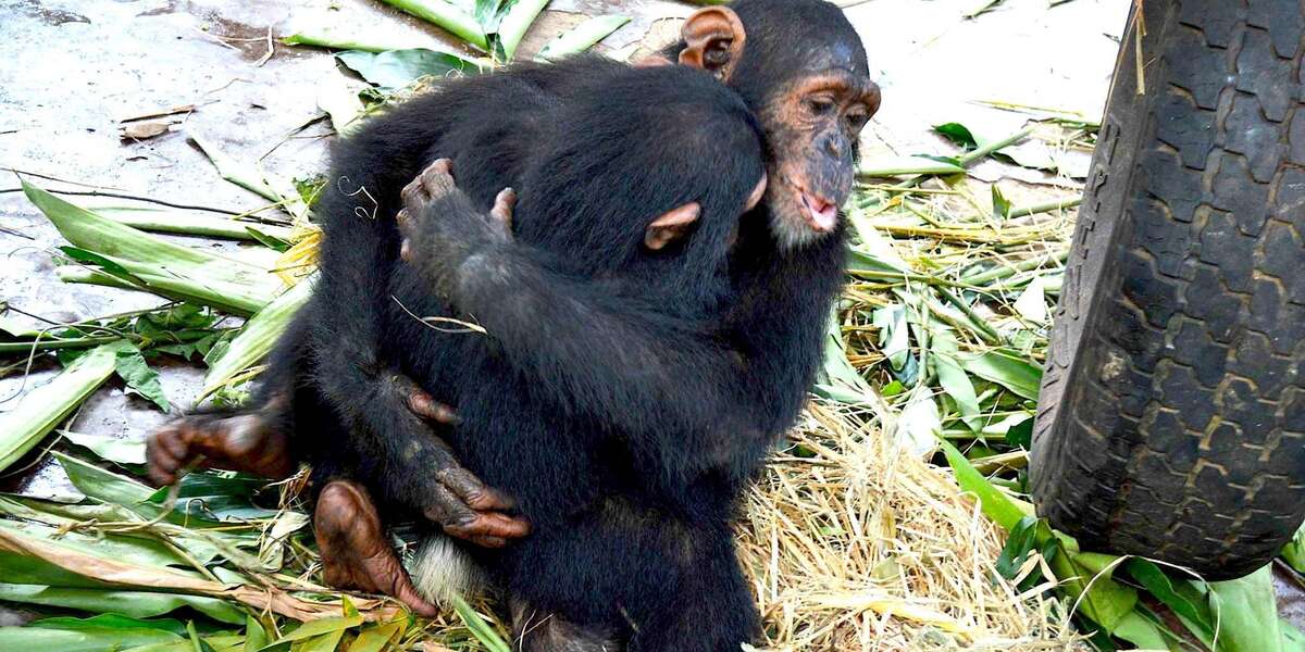 Baby Chimp Saved From Traffickers Thriving At Sanctuary - The Dodo