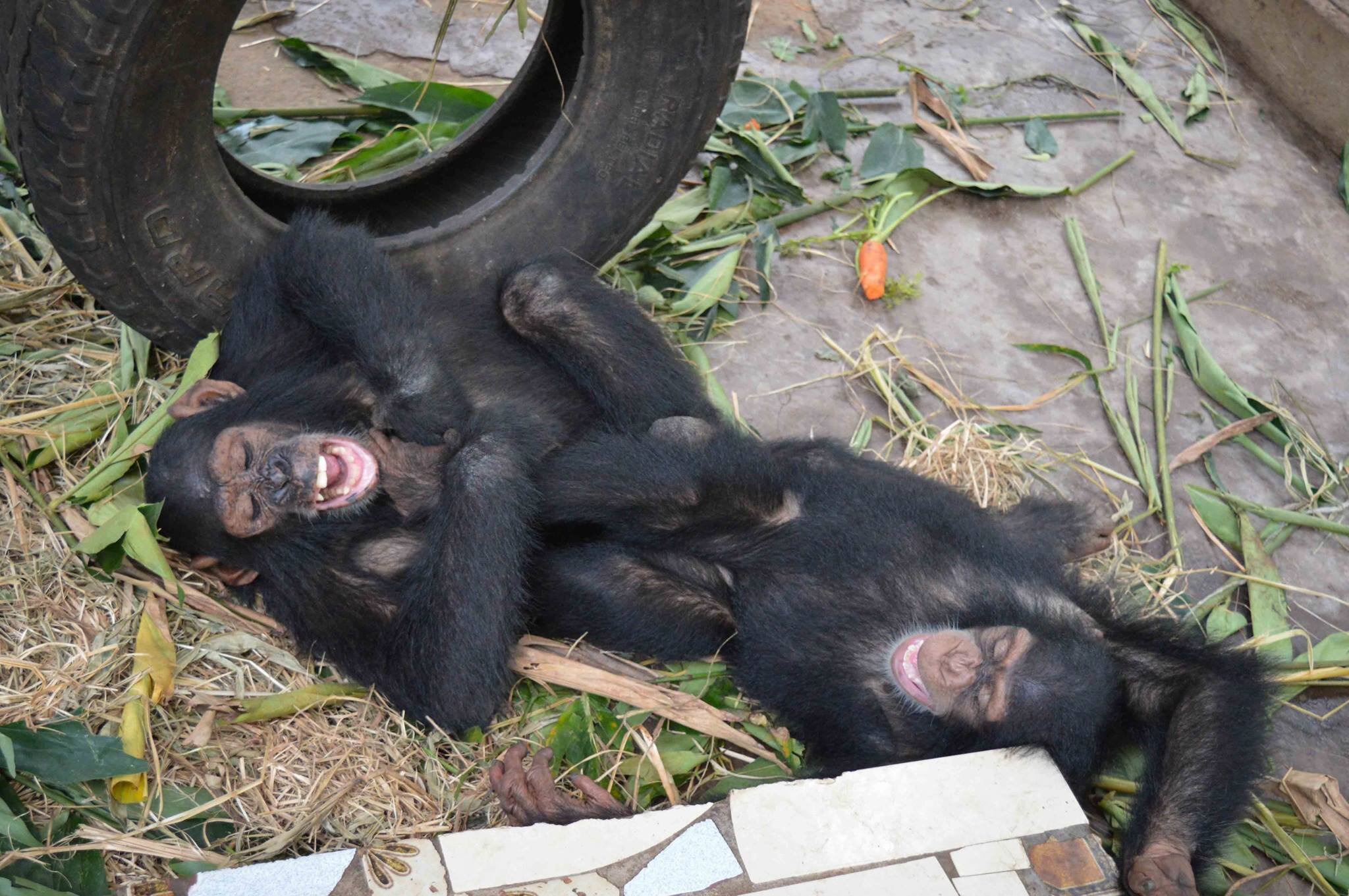 Baby Chimp Saved From Traffickers Thriving At Sanctuary - The Dodo