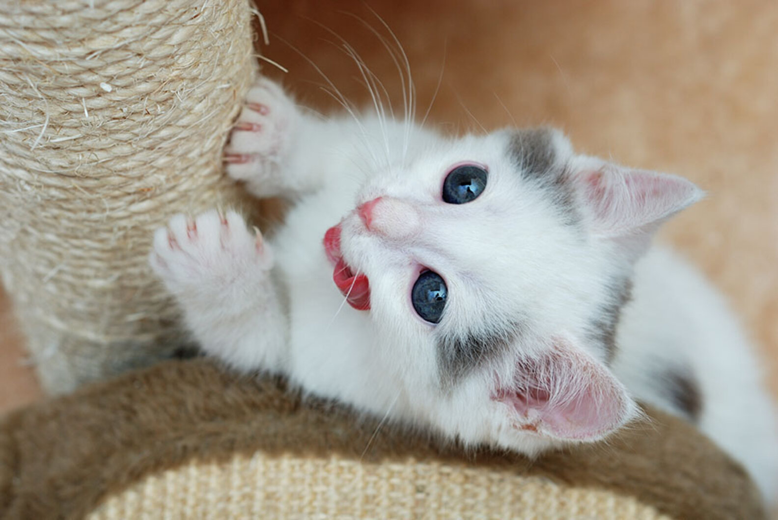 Why Declawing Your Cat Is Cruel (And Why It's Time To Stop) - The Dodo