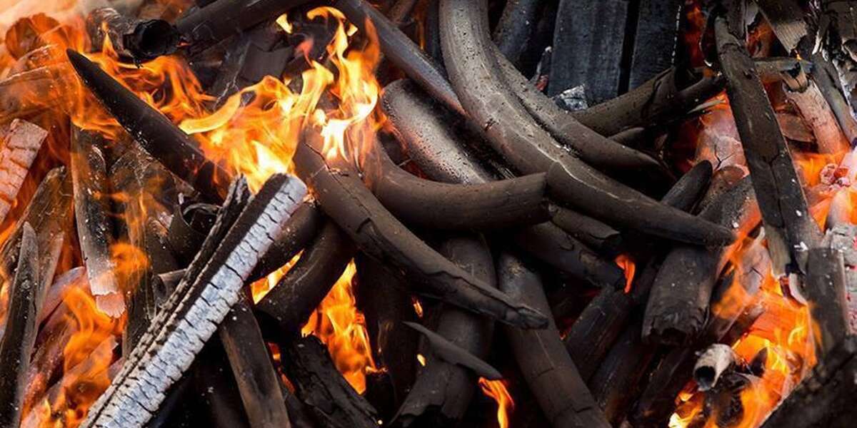 2,000 Burning Elephant Tusks Send Clear Message To Poachers - The Dodo