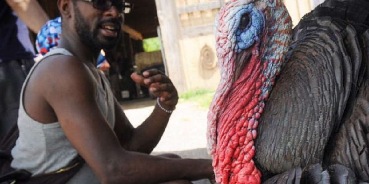 [Untitled] - The Dodo