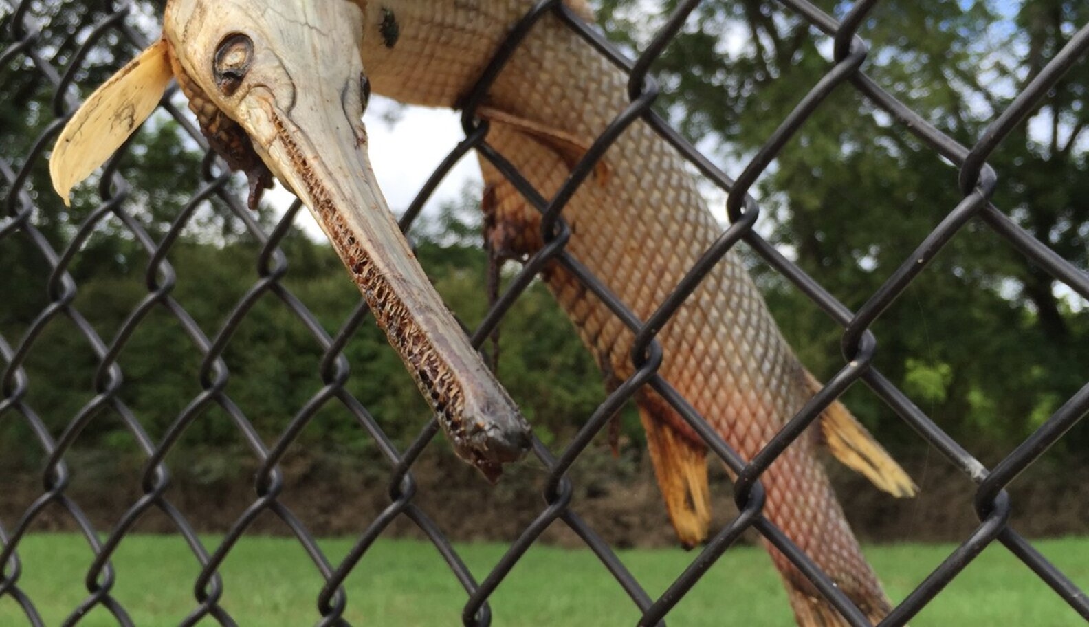 Flood Leaves 'River Monster' Stranded In Fence - The Dodo
