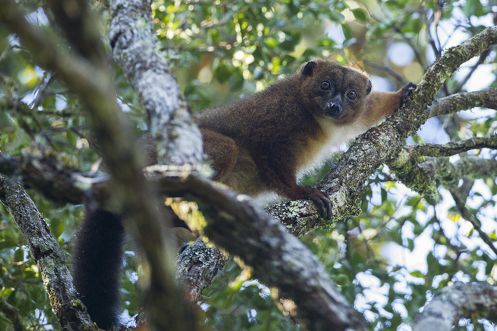 Meet The Rare Species Helping Madagascar’s Jungles - The Dodo