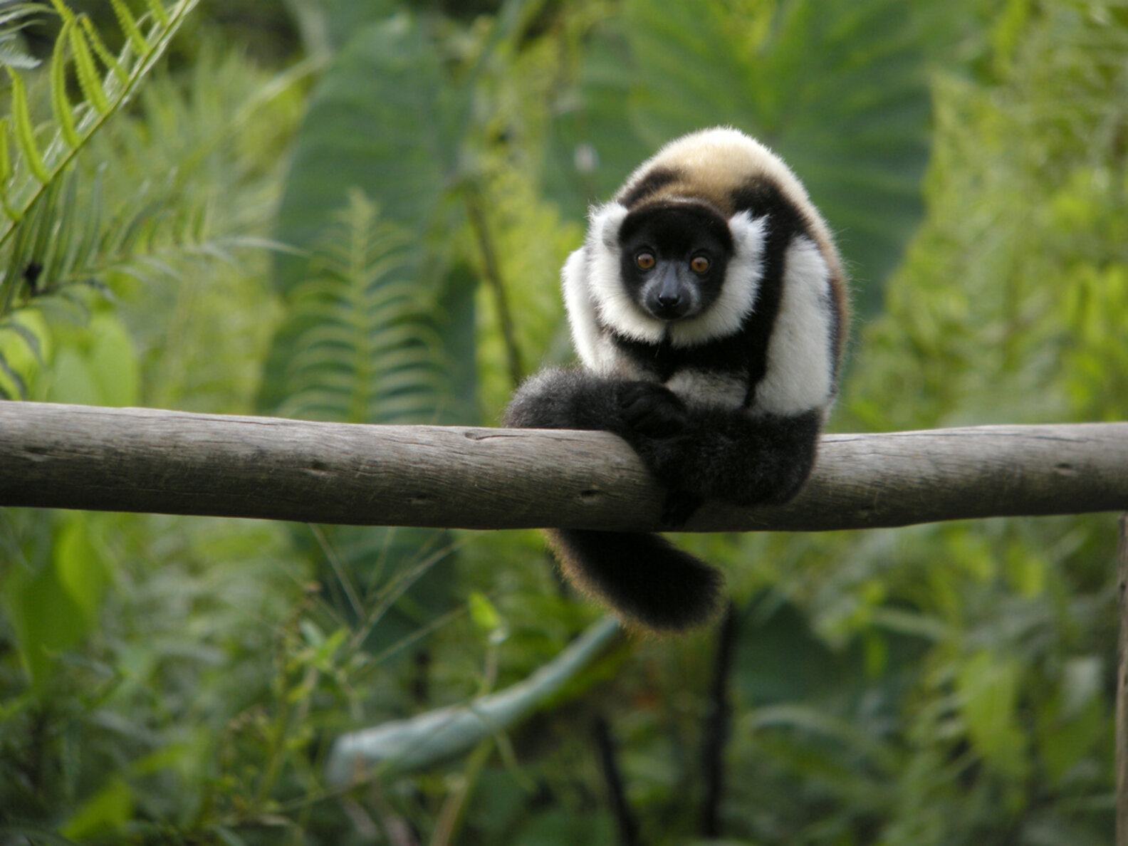 Meet The Rare Species Helping Madagascar’s Jungles - The Dodo