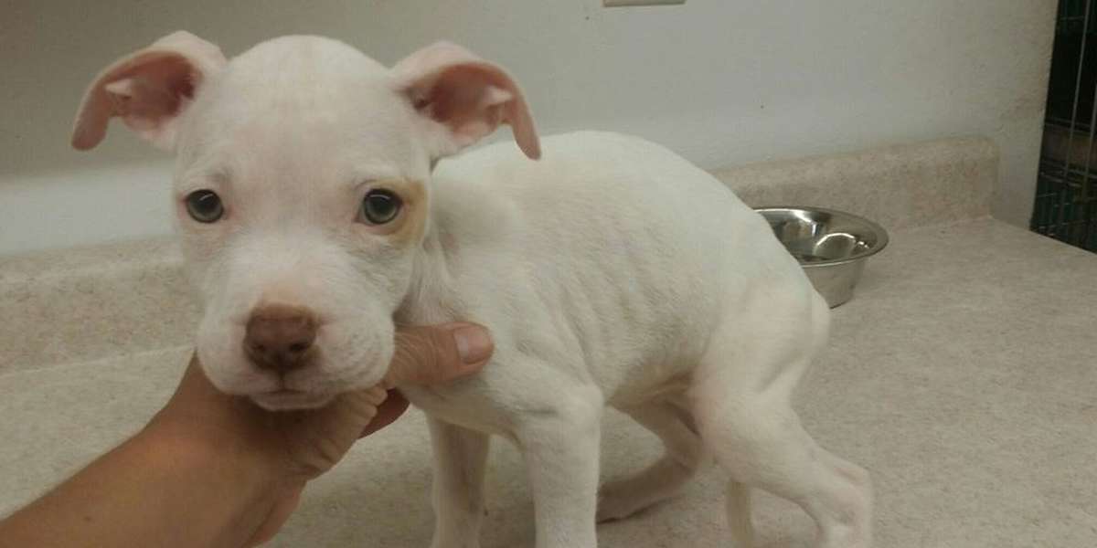Starving Puppies Get Warm Baths And Full Bellies For The First Time In ...