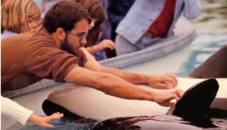 SeaWorld's Orcas Deserve a Retirement Plan - The Dodo