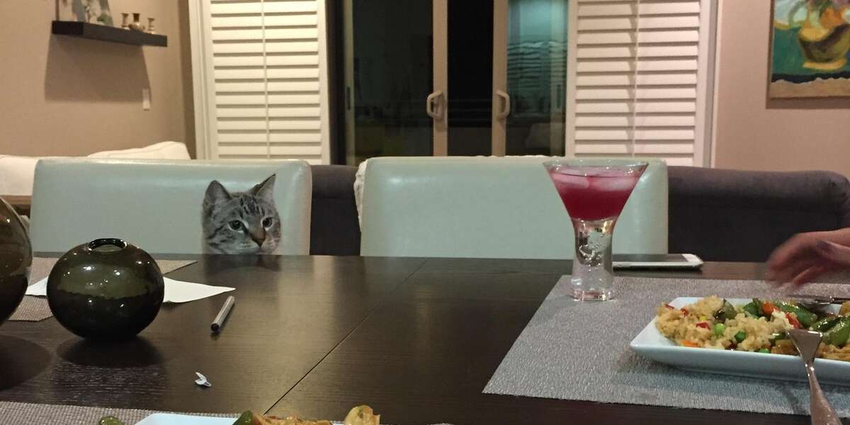 Couple Photographs Cat Staring At Their Food Every Day For A Year - The ...