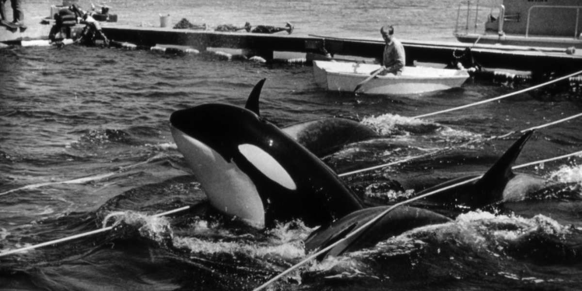 Disturbing Facts From SeaWorld's Own Research - The Dodo