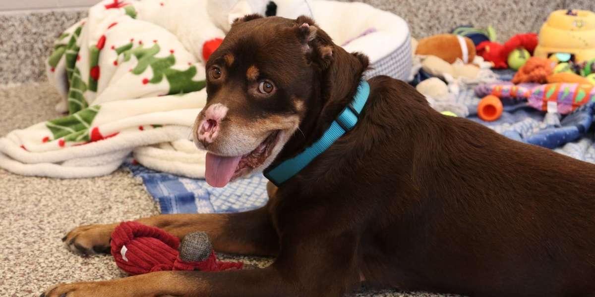 Stray Dog Missing Nose And Ears Rescued From Detroit Streets - The Dodo