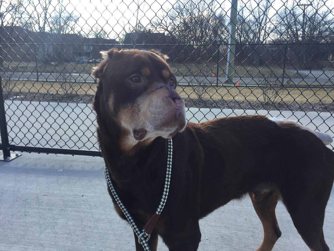 Stray Dog Missing Nose And Ears Rescued From Detroit Streets - The Dodo