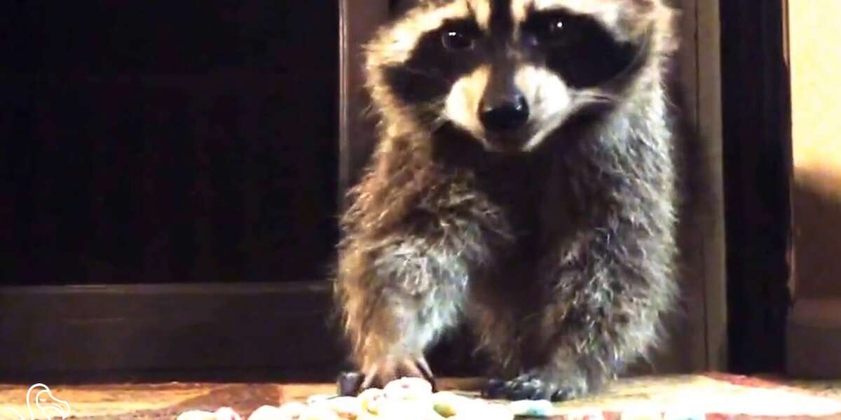Wanted: Raccoons (For Stealing Our Hearts) - The Dodo
