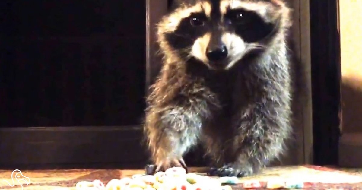 Wanted: Raccoons (For Stealing Our Hearts) - The Dodo