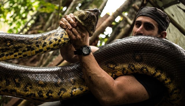 Snakes On The Brain: One Man’s Quest To Save The Anaconda - The Dodo