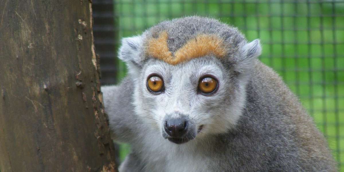 5 Daily Life Lessons We Can Learn From Exotic Animals - The Dodo