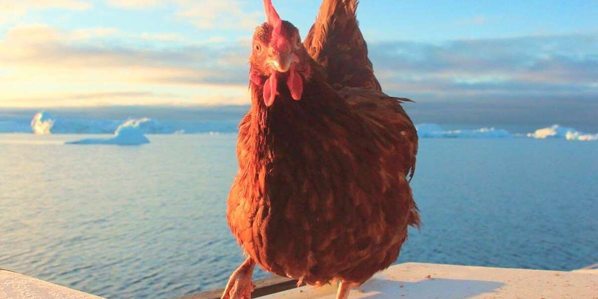 Monique The Chicken Sails Around The World With Her Dad - The Dodo