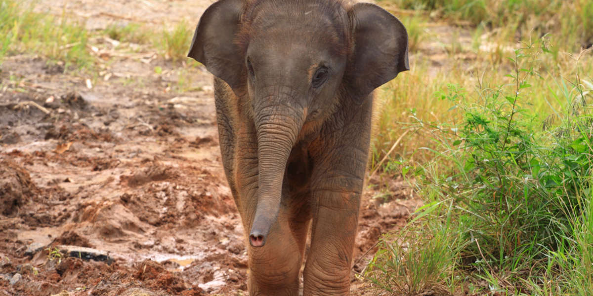 Baby Elephant: 1. Pit Of Doom: 0. - The Dodo