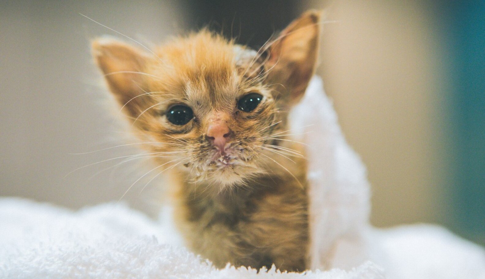 Photos Show Pint-Sized Orphaned Kitten In His First Days After Rescue ...