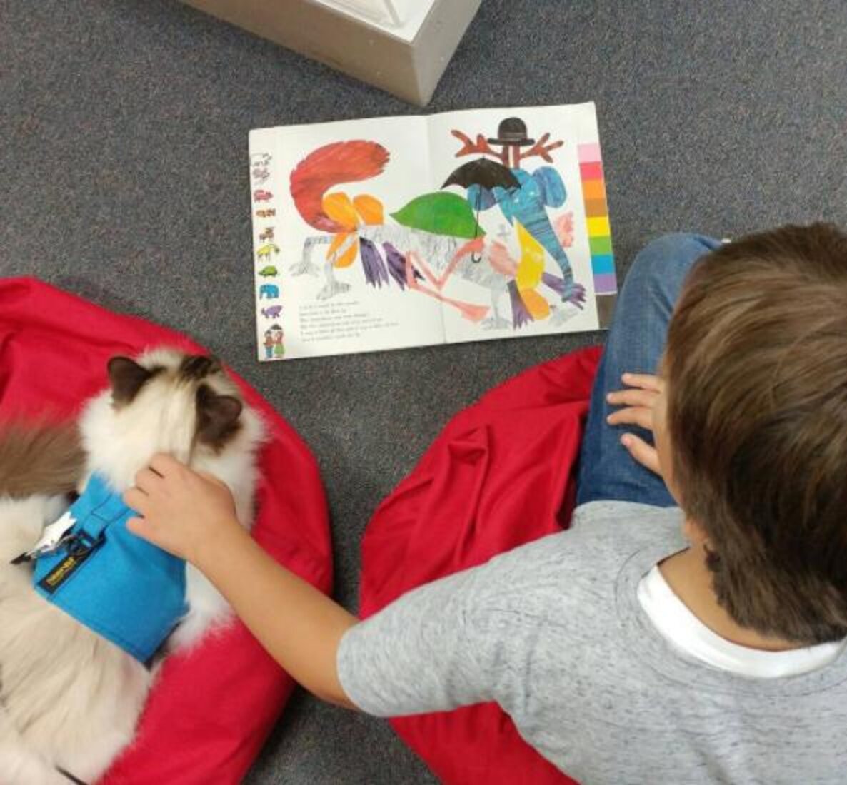 Therapy Cat Loves Working In Schools With Kids - The Dodo