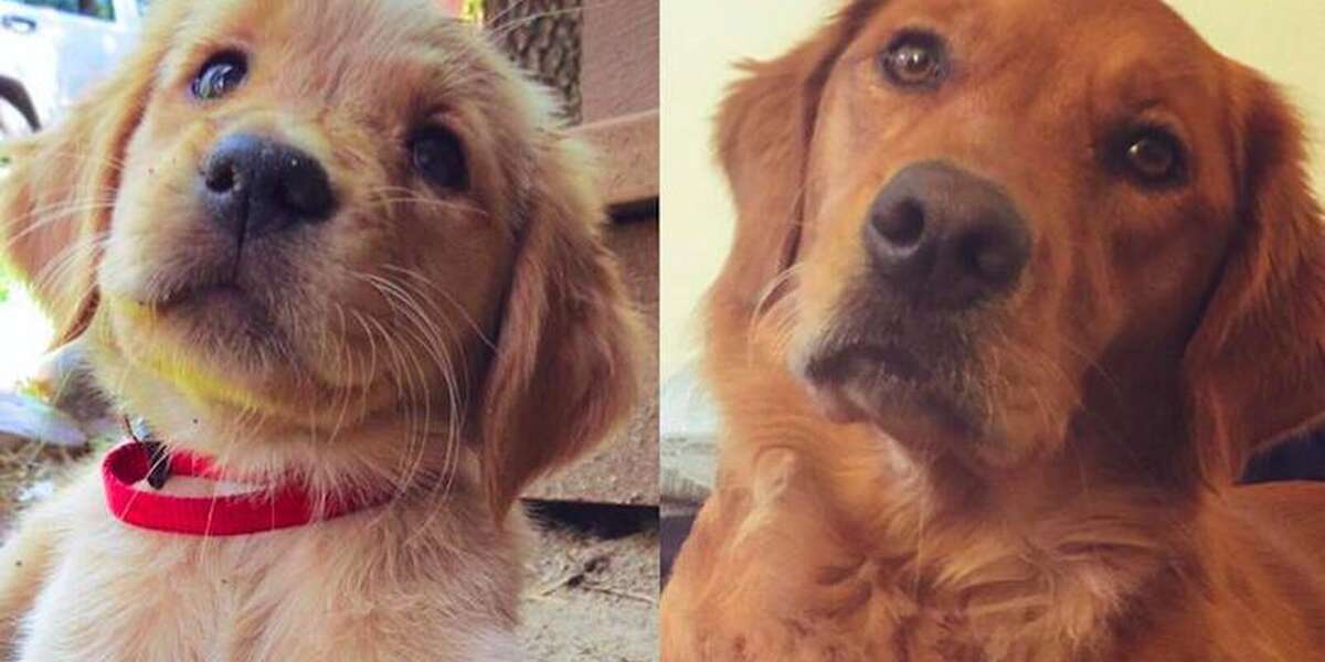 Puppies Growing Up Into Dogs - The Dodo