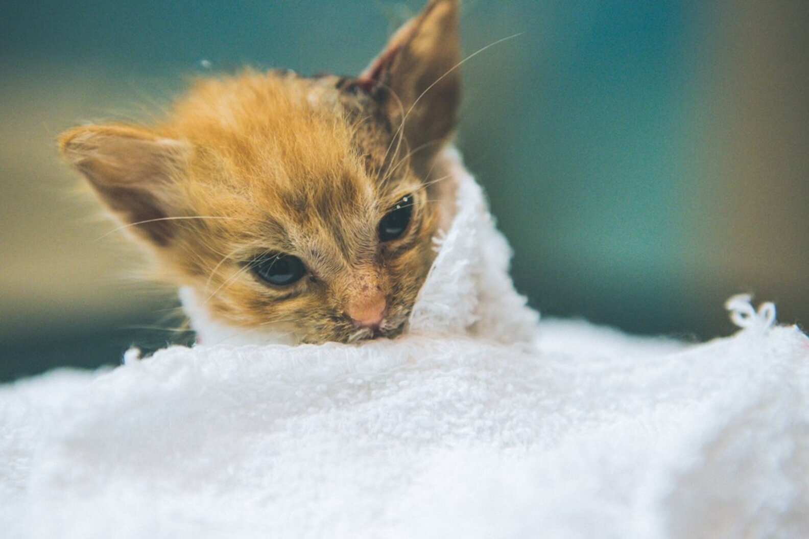 Photos Show Pint-Sized Orphaned Kitten In His First Days After Rescue ...