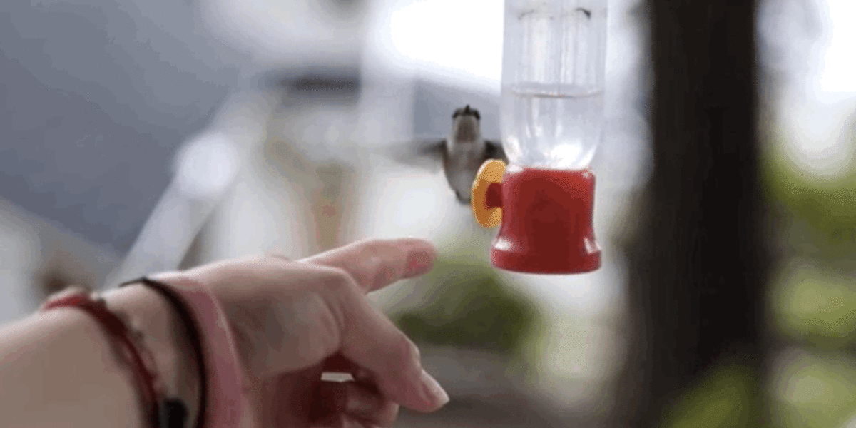 Hummingbirds Get Cozy With New Human Friends - The Dodo