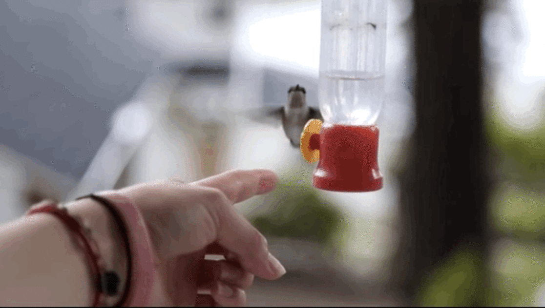 Hummingbirds Get Cozy With New Human Friends - The Dodo
