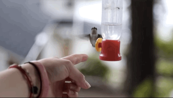 Hummingbirds Get Cozy With New Human Friends - The Dodo
