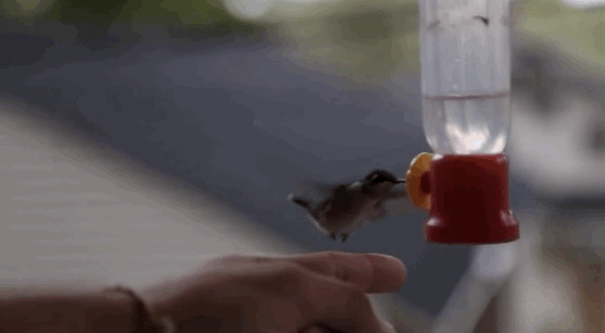Hummingbirds Get Cozy With New Human Friends - The Dodo