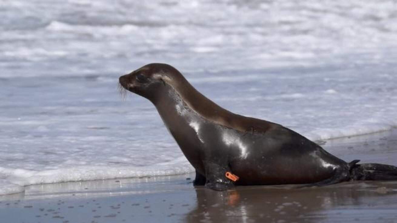 Watch Rescued Sea Lion Pups Giddily Rush Back To The Ocean - The Dodo