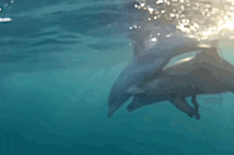 Desperate Dolphin Mom Seen Helping Her Trapped Baby Breathe - The Dodo