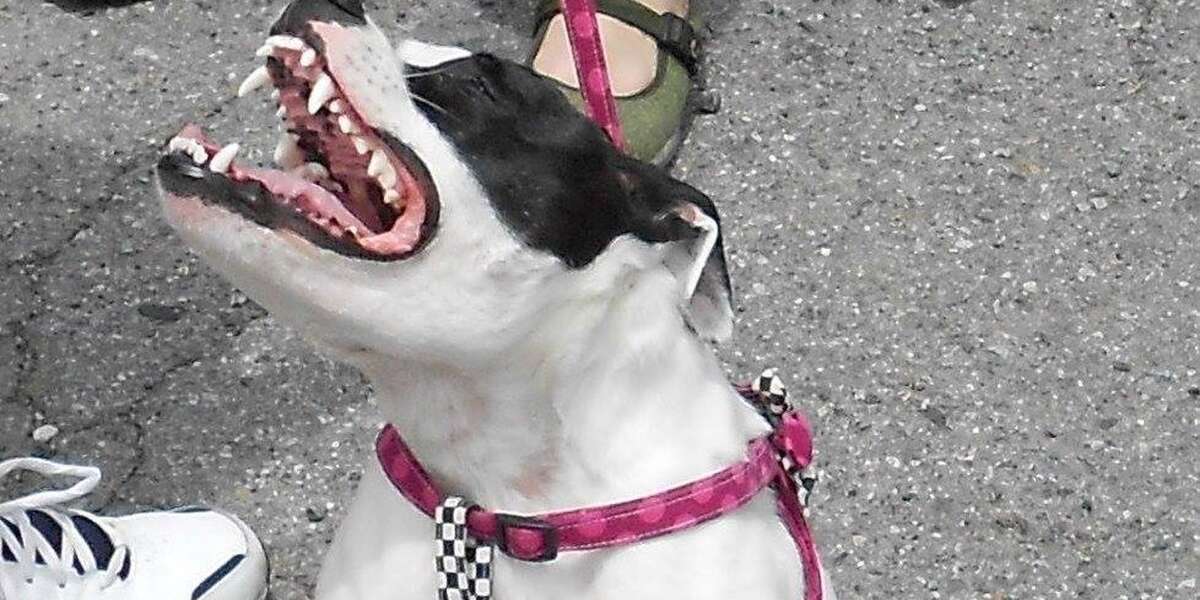 Evolution of a yawn, illustrated - The Dodo