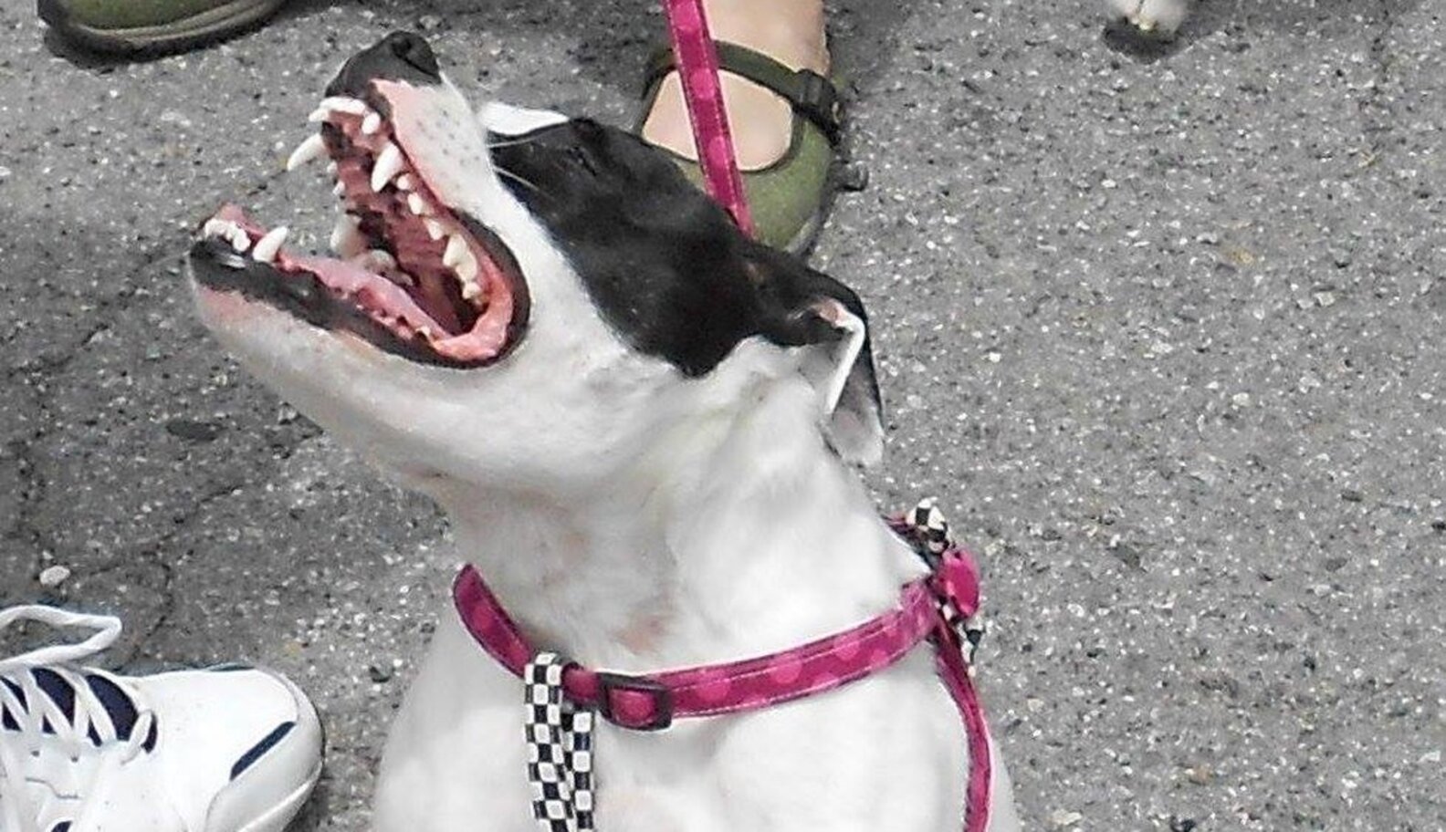 Evolution of a yawn, illustrated - The Dodo