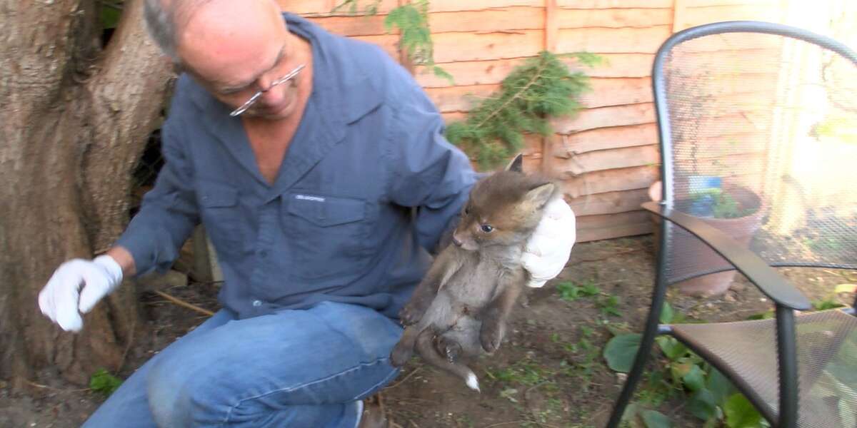 Baby Fox, Trapped In Fence, Thanks His Rescuers By Spitting On Them. A ...