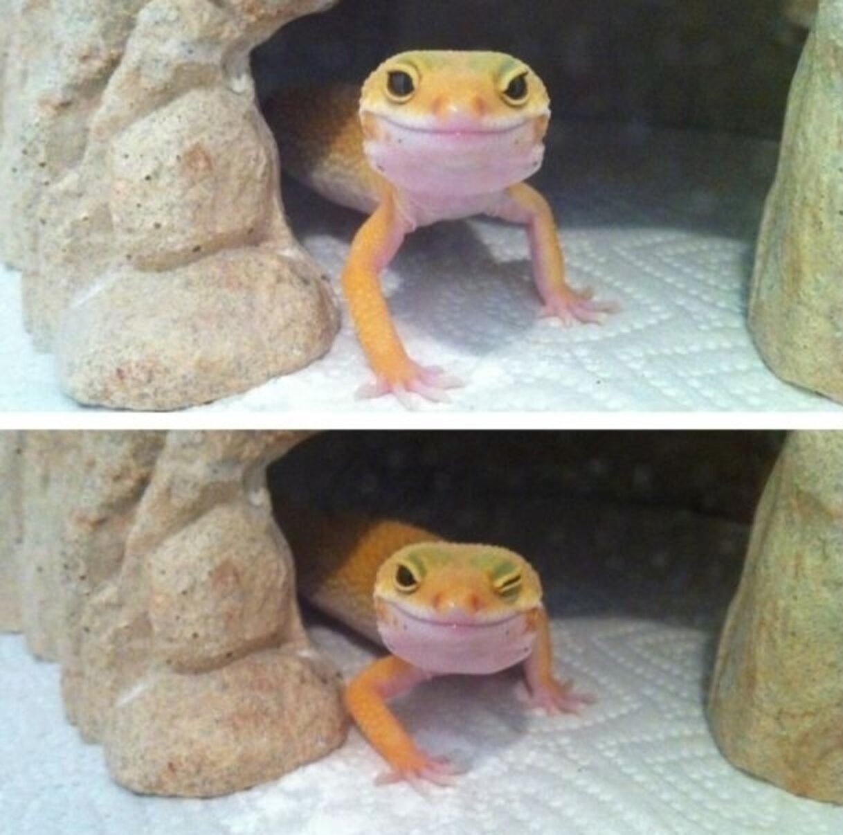 18 Lizards You Can't Believe Are Even Real - The Dodo